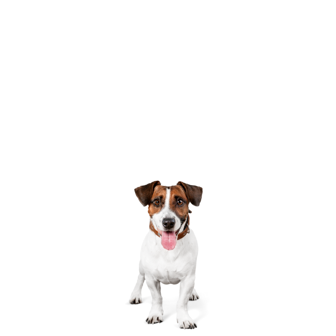 Dog Chews For Small Dogs – Summit Dog Chews