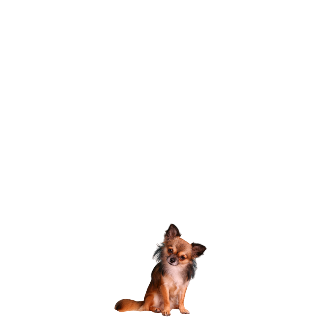 Petite Dogs – Summit Dog Chews