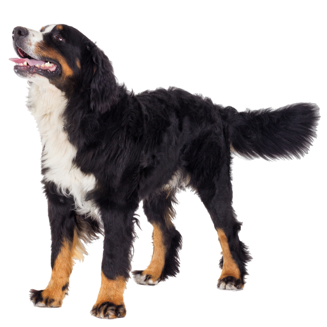 Extra Large Dogs – Summit Dog Chews