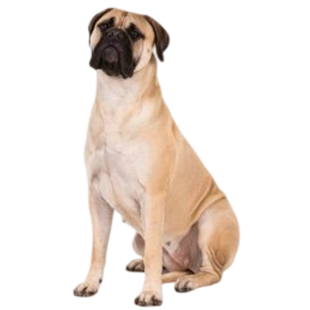 Jumbo Dogs – Summit Dog Chews